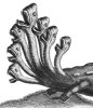 Hydra [MeetYourMonster.de vers. 14-11-11]